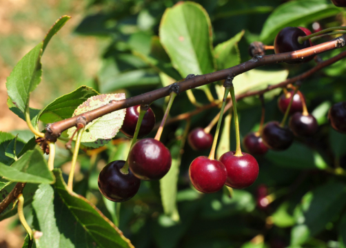 Maraska Marashino - Liköre from Croatia